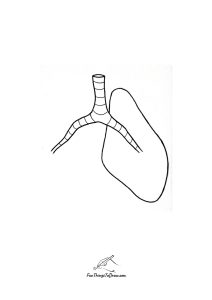 How to Draw Lungs? Step by Step Easy Guide - Fun Things To Draw