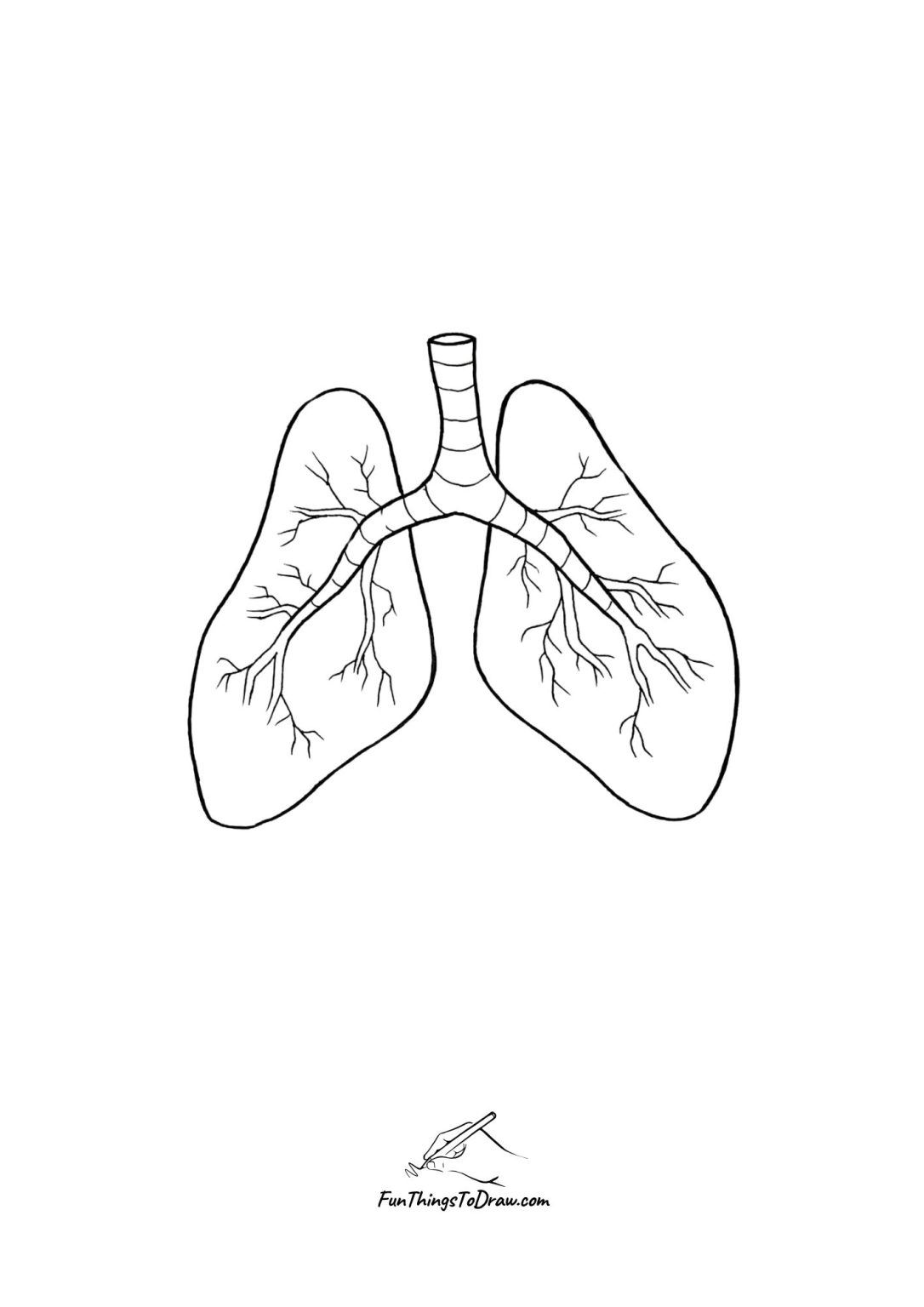 How to Draw Lungs? Step by Step Easy Guide - Fun Things To Draw