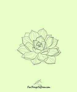 Succulent Drawings (25 Easy Ideas) - Fun Things To Draw
